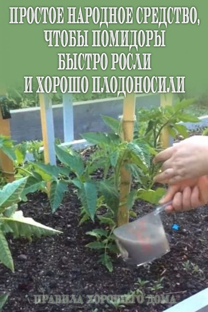 ПРОСТОЕ НАРОДНОЕ СРЕДСТВО, ЧТОБЫ ПОМИДОРЫ БЫСТРО РОСЛИ И ХОРОШО ПЛОДО ...