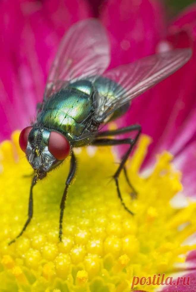 СМОТРИТЕ: КАК ПРОСТО И ДЕШЕВО ЗАЩИТИТЬ СВОЙ ДОМ ОТ МУХ И КОМАРОВ | Всё ...