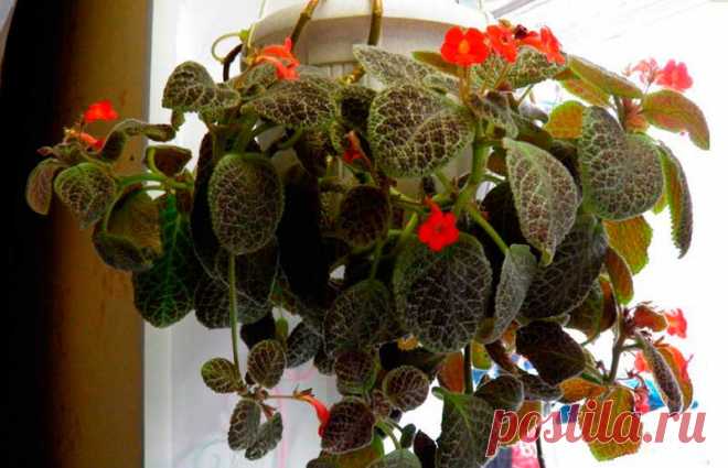 Комнатное растение Эписция (Episcia). Эписция немного похожа на ...