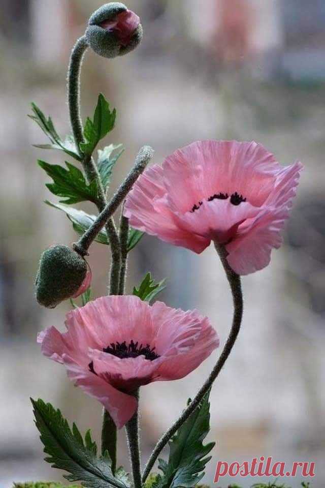 Розовый мак! 👍💞🥰 🌷 | Цветы | Постила