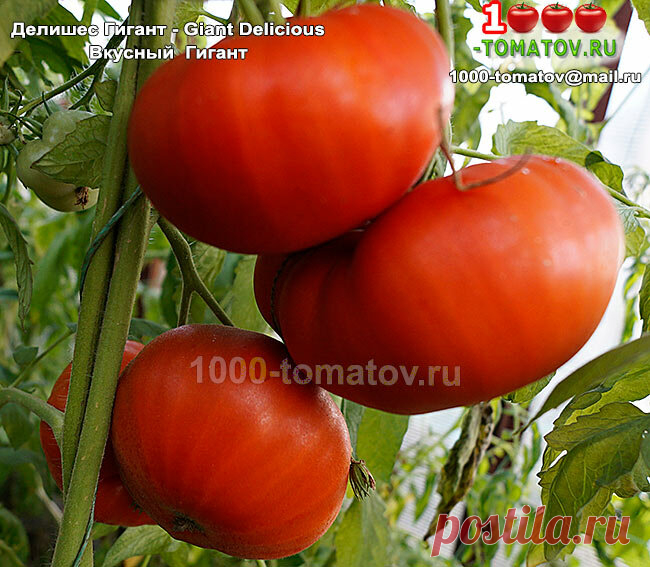 ТОМАТЫ – СЛАДКИЕ ВЫСОКОУРОЖАЙНЫЕ СОРТА часть 2 | 1000 томатов | Яндекс ...