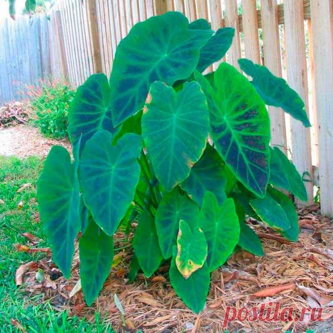 Комнатное растение Колоказия (Colocasia). Колоказия - бесстебельное ...