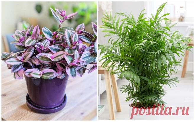 7 трендовых домашних растений которые должны быть у вас в доме
