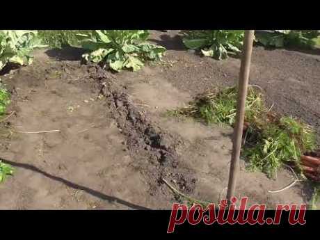 Дела огородные | Тамара Лопатина | Фотографии и советы опытных дачников ...